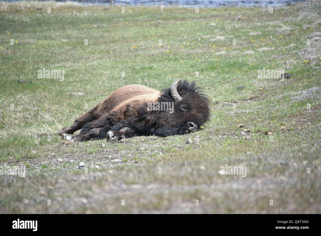 Yellowstone National Park. USA. 5/24/2022. American Bison. Sick or ...