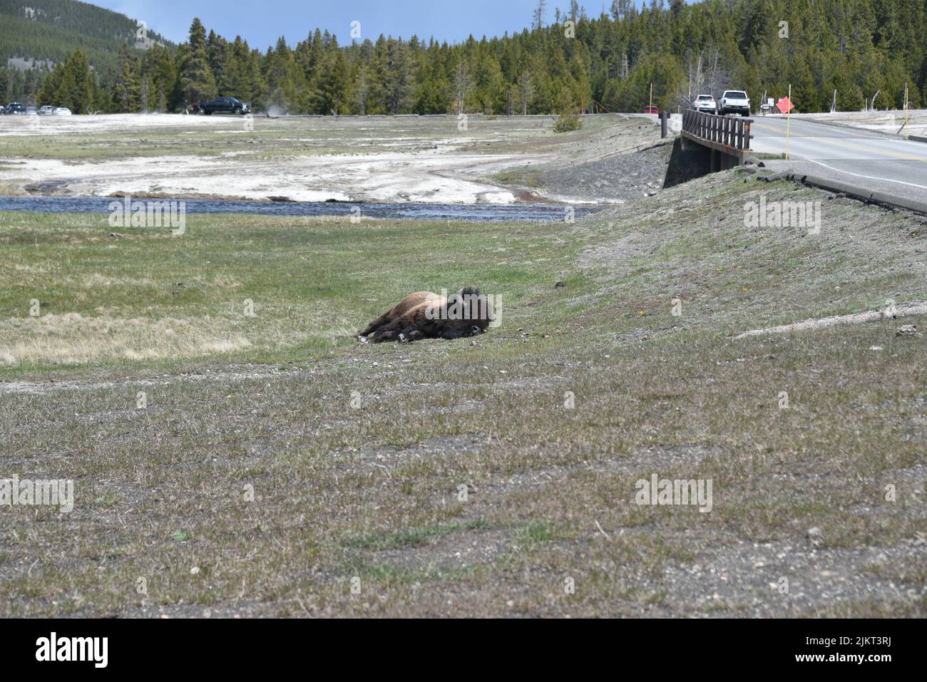 Yellowstone National Park. USA. 5/24/2022. American Bison. Sick or ...