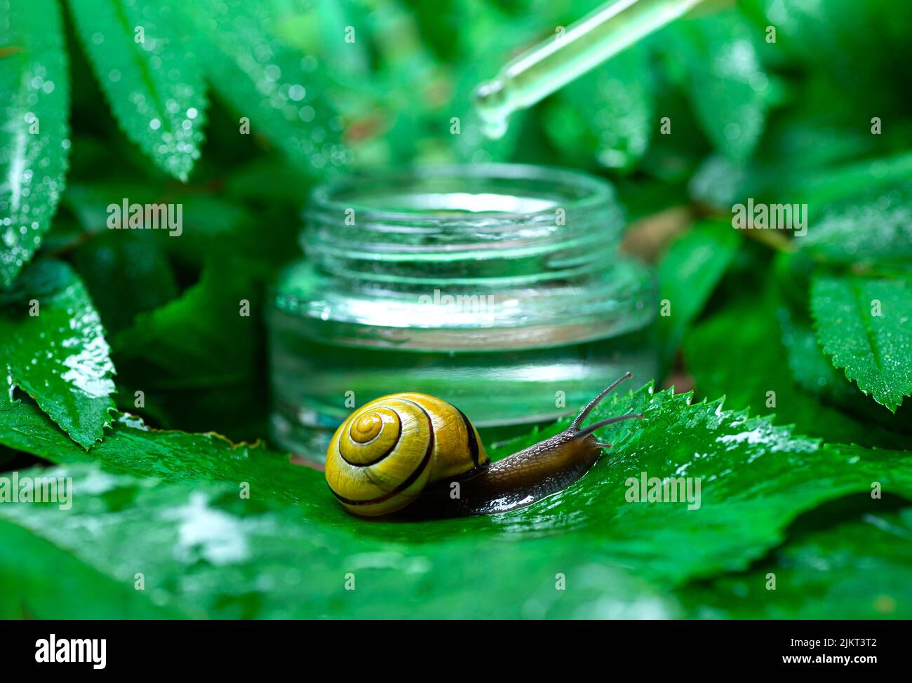 Snail near a glass jar with face serum with snail mucin on a background ...