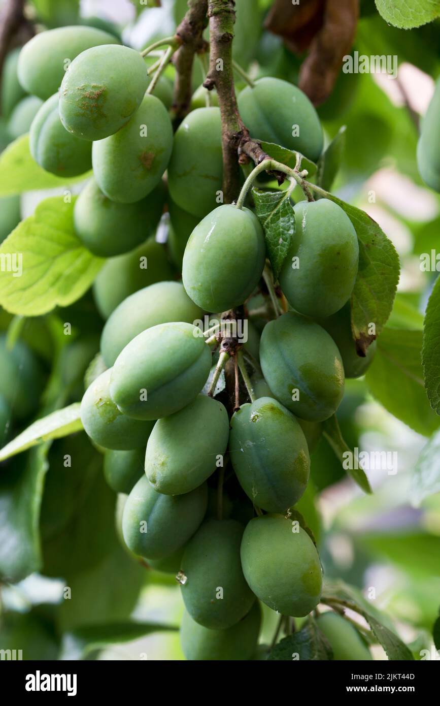 overcrowded ripening fruit on a Victoria plum tree Stock Photo - Alamy