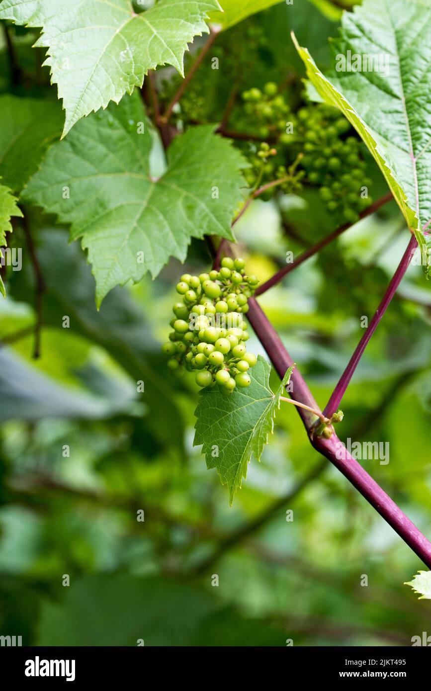 Maturing wine grapes on the vine Stock Photo - Alamy