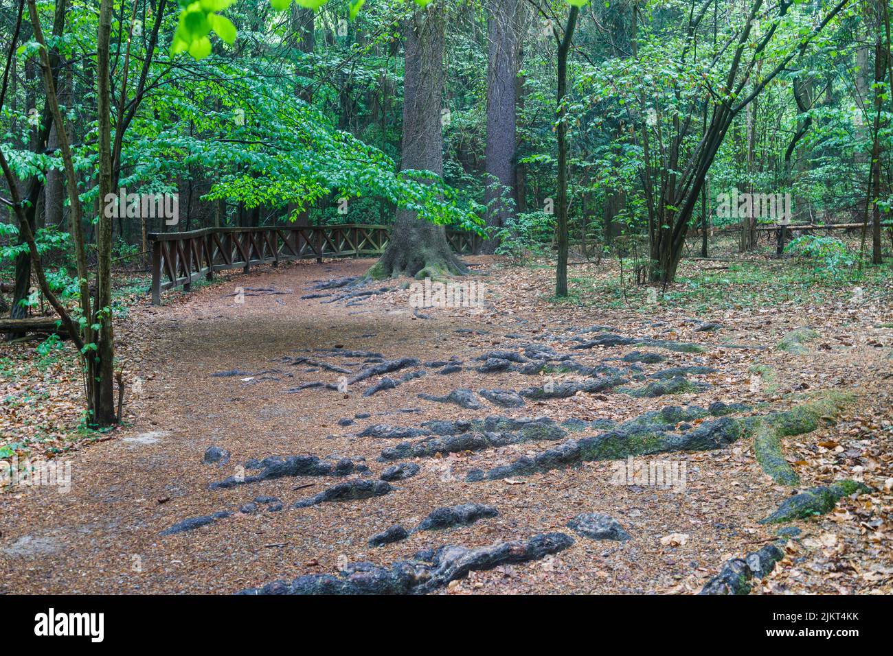 Path in the forest near Punkva caves in the Moravian Karst, Czech ...