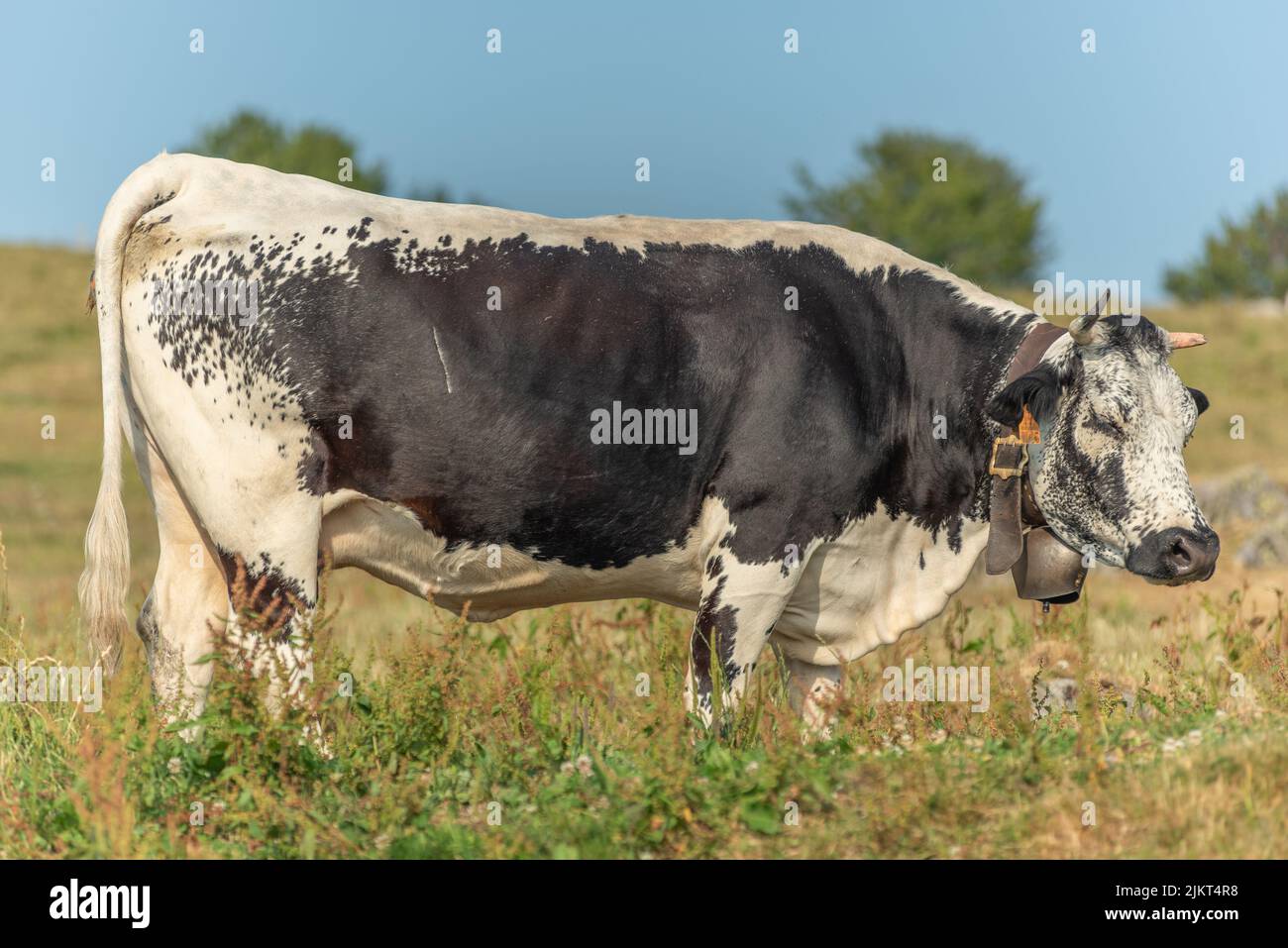 Cows cow with a bell potrait in pasture in mountain.Alsace, Vosges ...