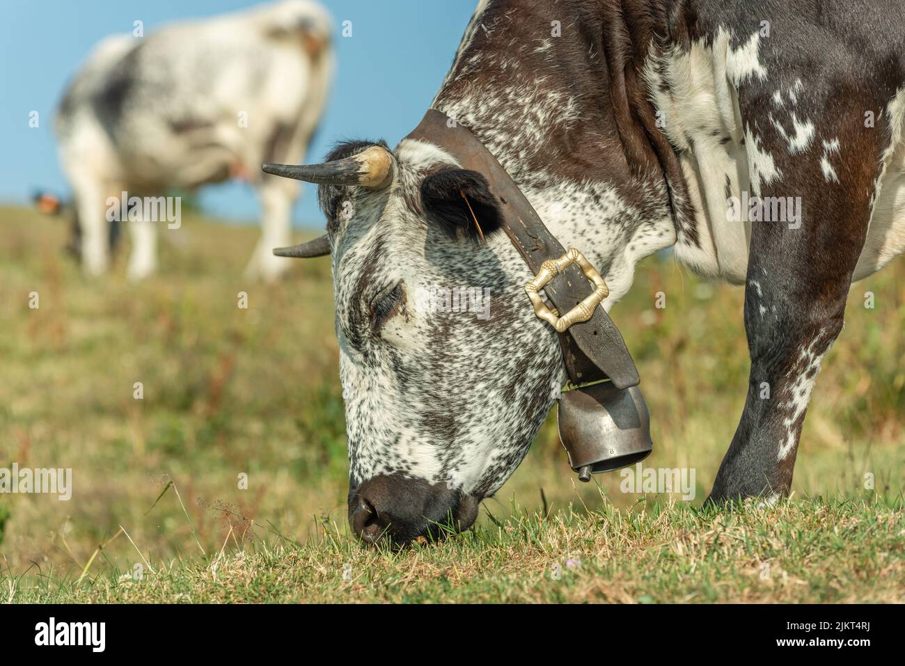 Cows cow with a bell potrait in pasture in mountain.Alsace, Vosges ...