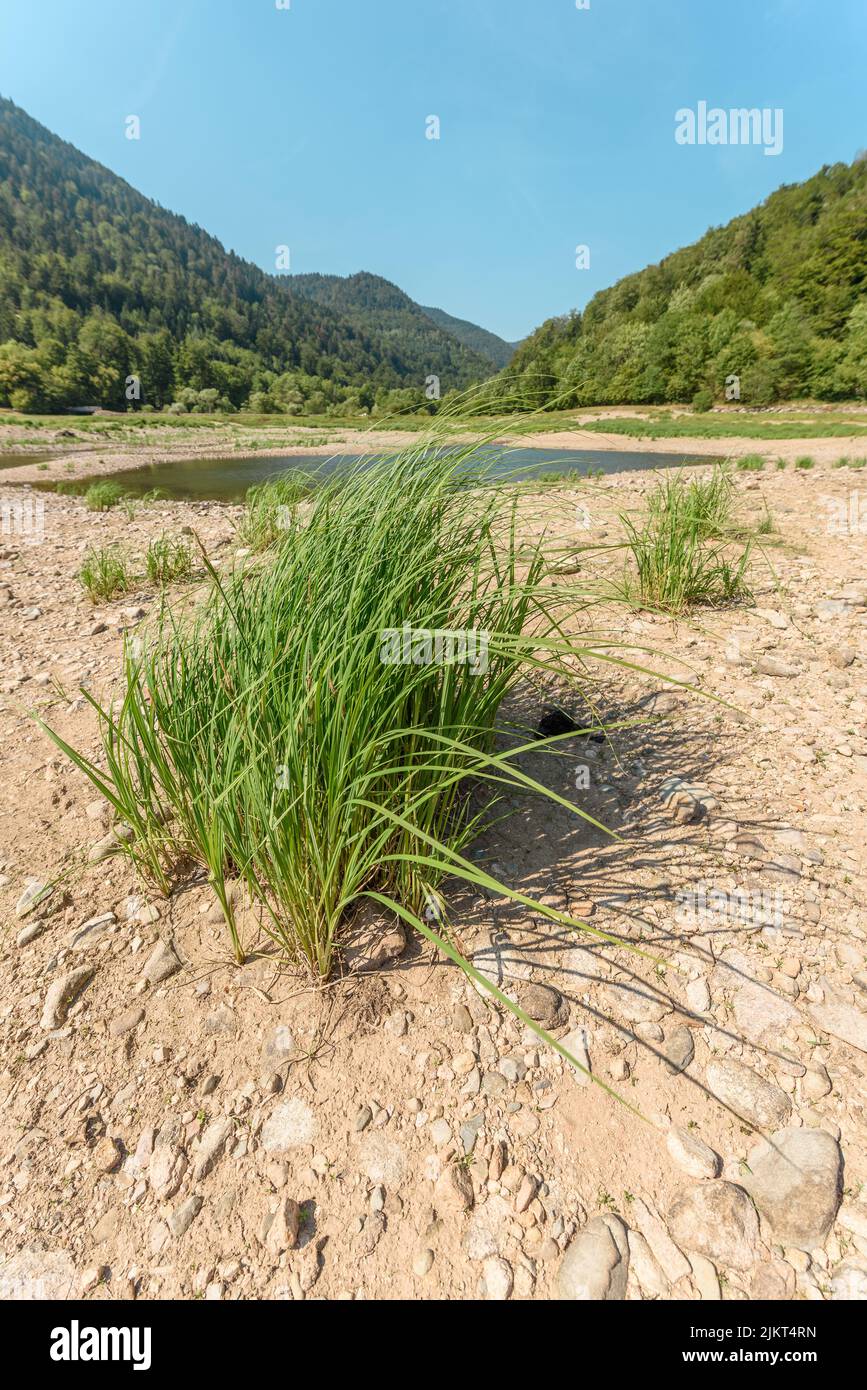 Water level drops in mountain lake in summer. Wildenstein, Vosges ...