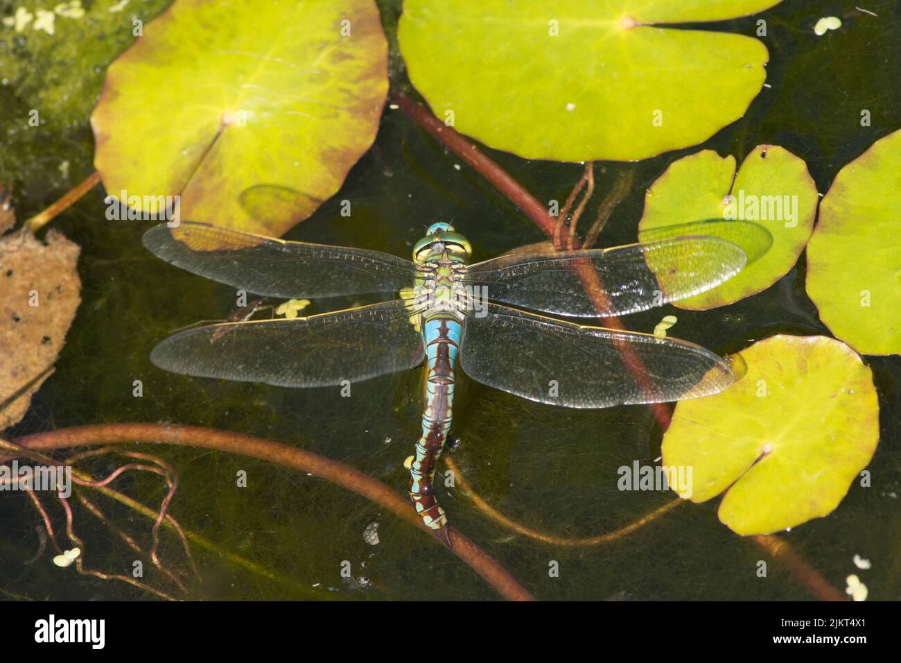 Emperor Dragonfly, Anax imperator, female laying eggs, ovipositing ...