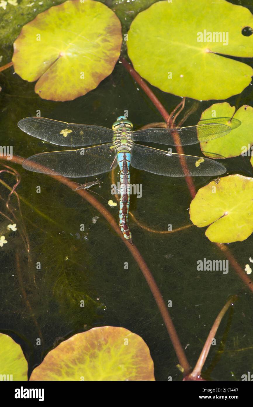 Emperor Dragonfly, Anax imperator, female laying eggs, ovipositing ...