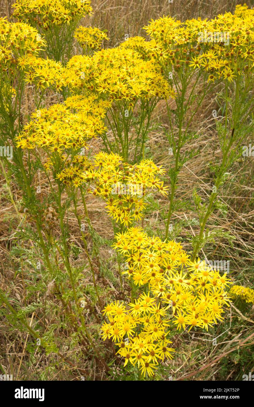 Ragwort, Senecio jacobaea, Stinking Willie, flowers, poisonous, Sussex ...