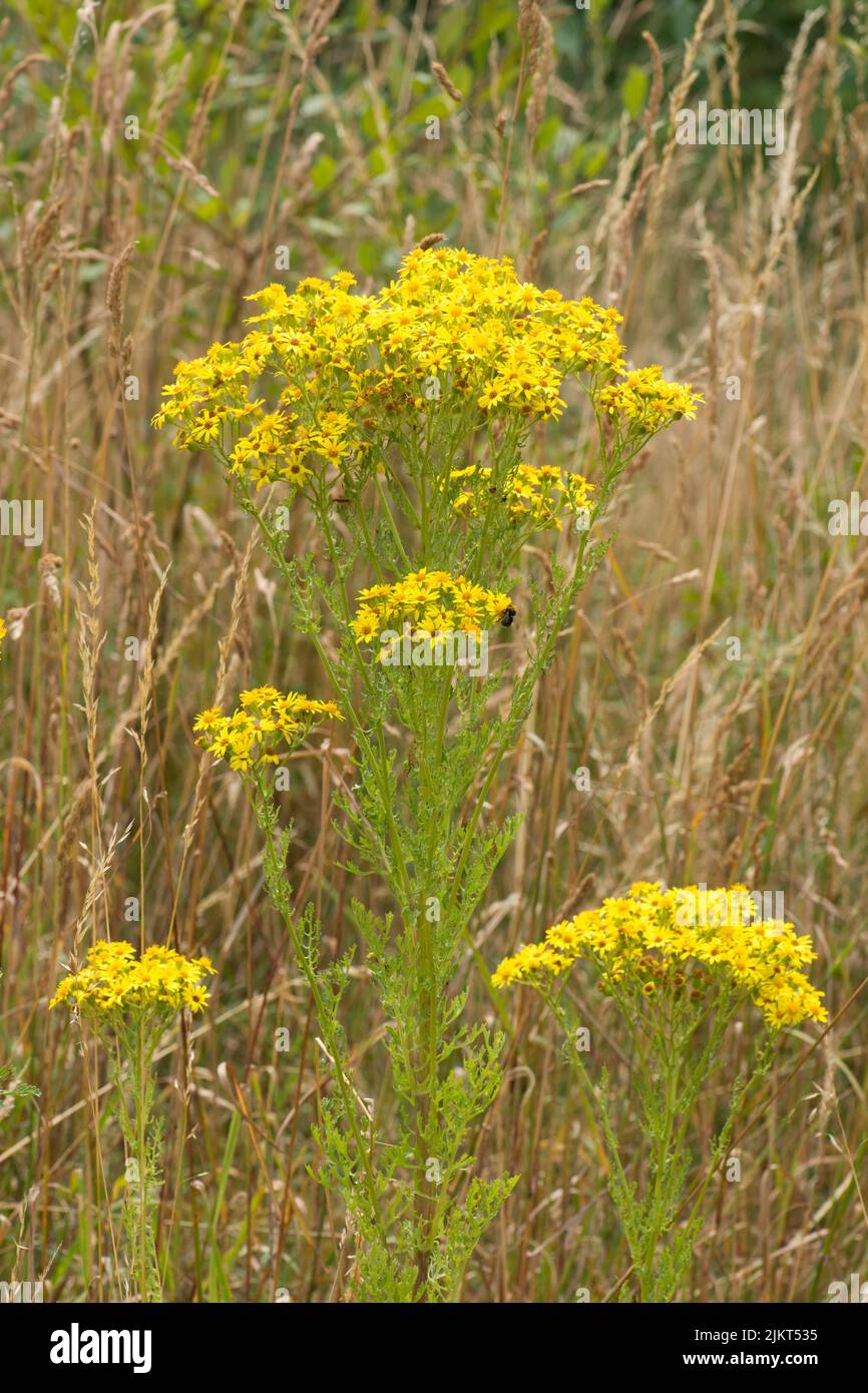 Ragwort, Senecio jacobaea, Stinking Willie, flowers, poisonous, Sussex ...