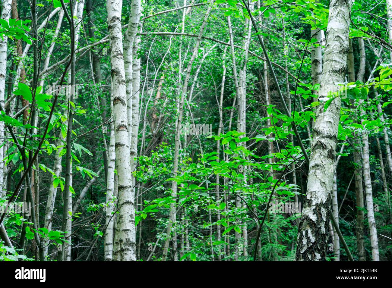 Trail in birch tree hi-res stock photography and images - Alamy