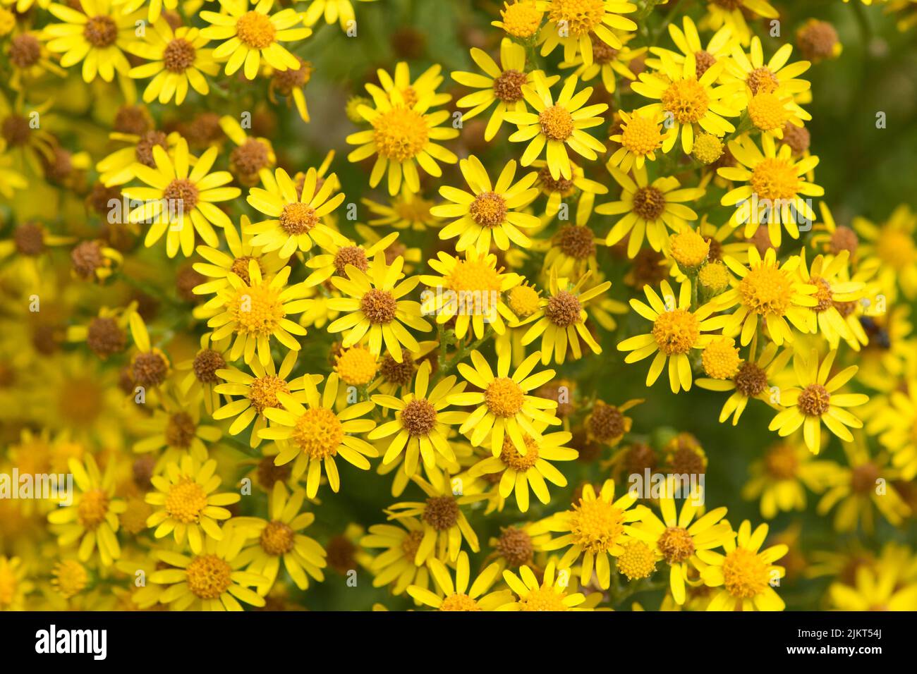 Ragwort, Senecio jacobaea, Stinking Willie, close-up of flowers ...