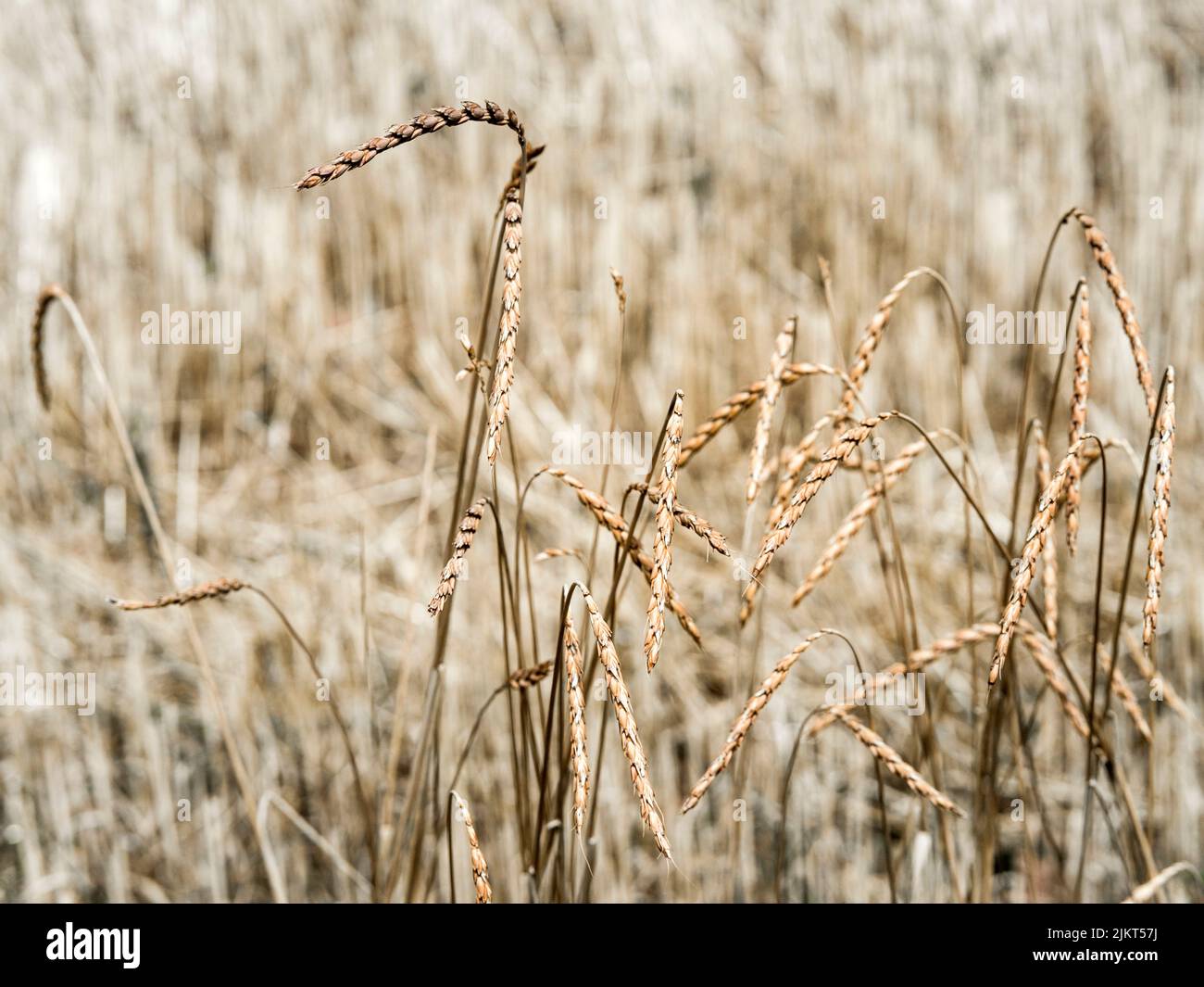 Wheat flour production hi-res stock photography and images - Alamy