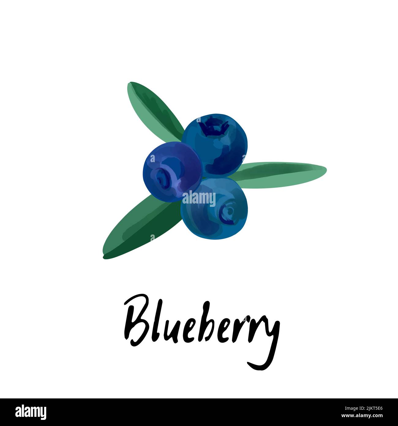 Blueberry illustration isolated on white background Stock Vector Image ...