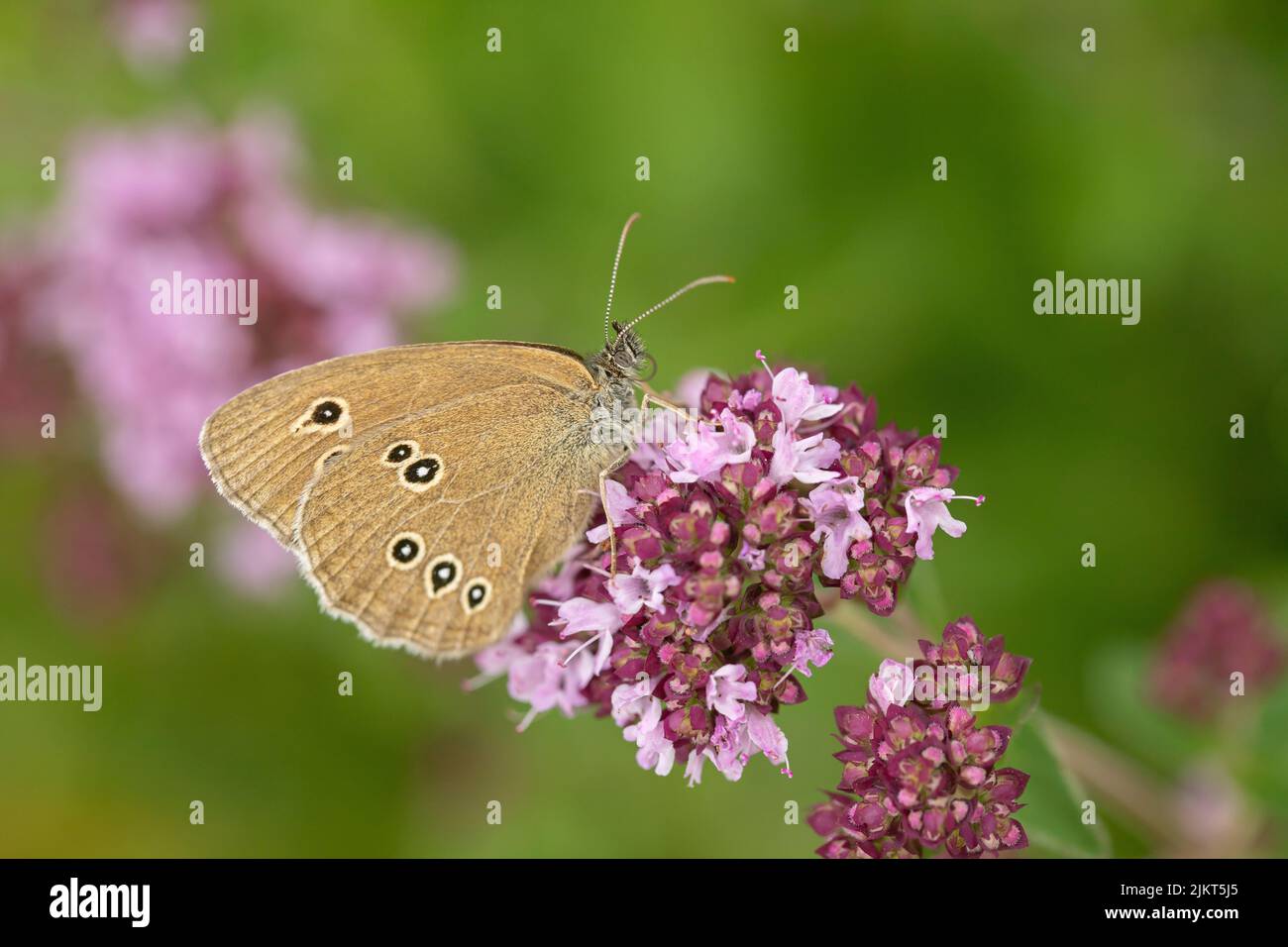 Ringlet butterfly (Aphantopus hyperantus Stock Photo - Alamy