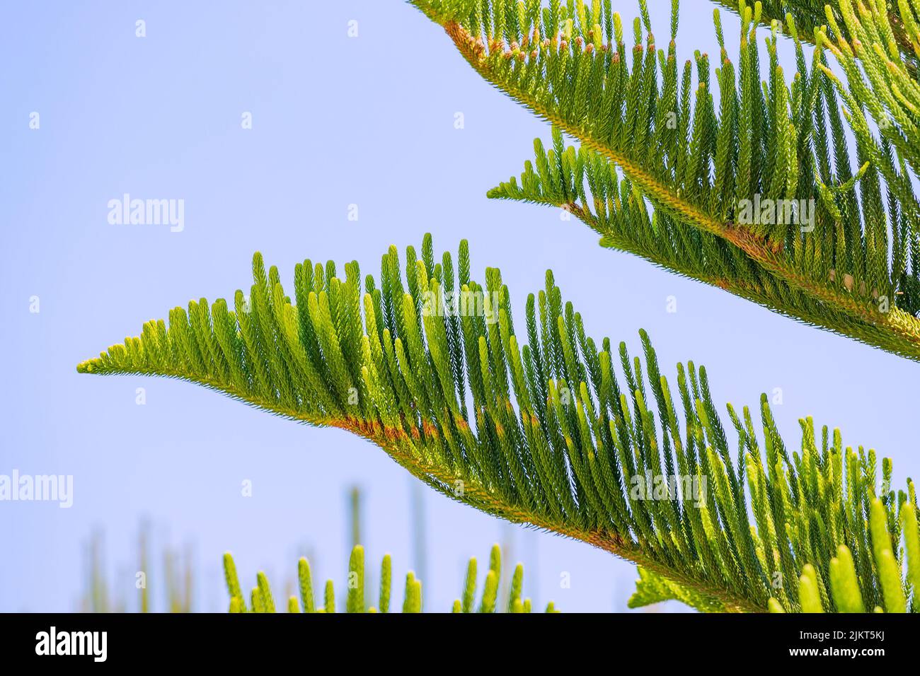 Norfolk Island pine or Araucaria heterophylla unusual tree branch in ...