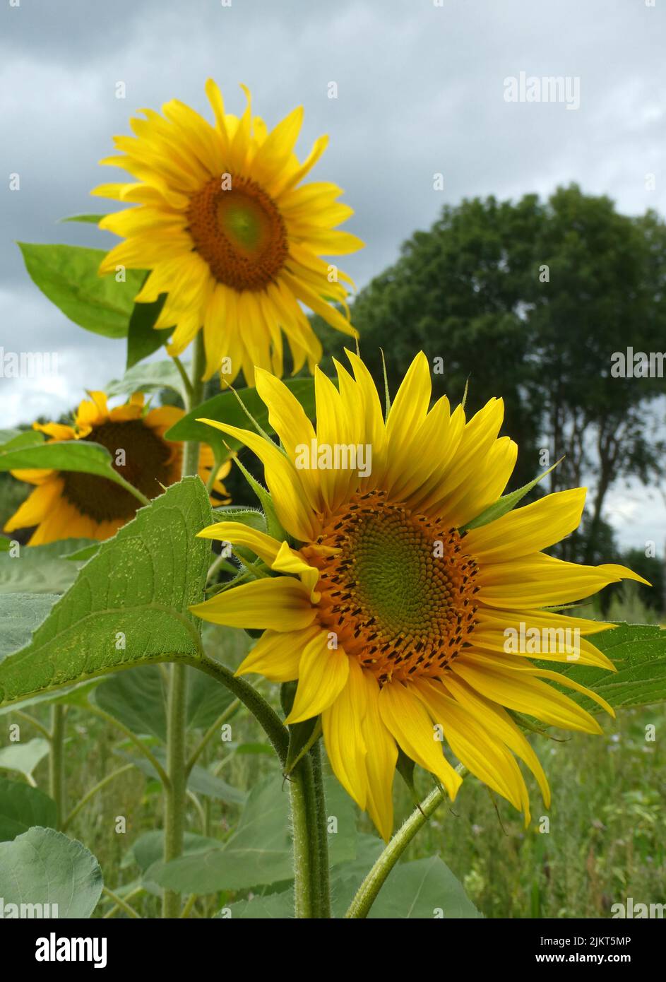Three sunflowers behind each other in a meadow. It's normally grown as ...