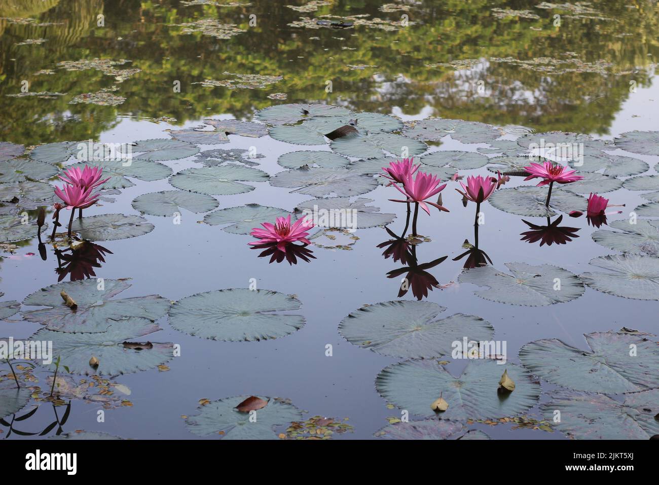 Pink Lotus Flower Or Water Lily Floating On The Water Stock Photo - Alamy