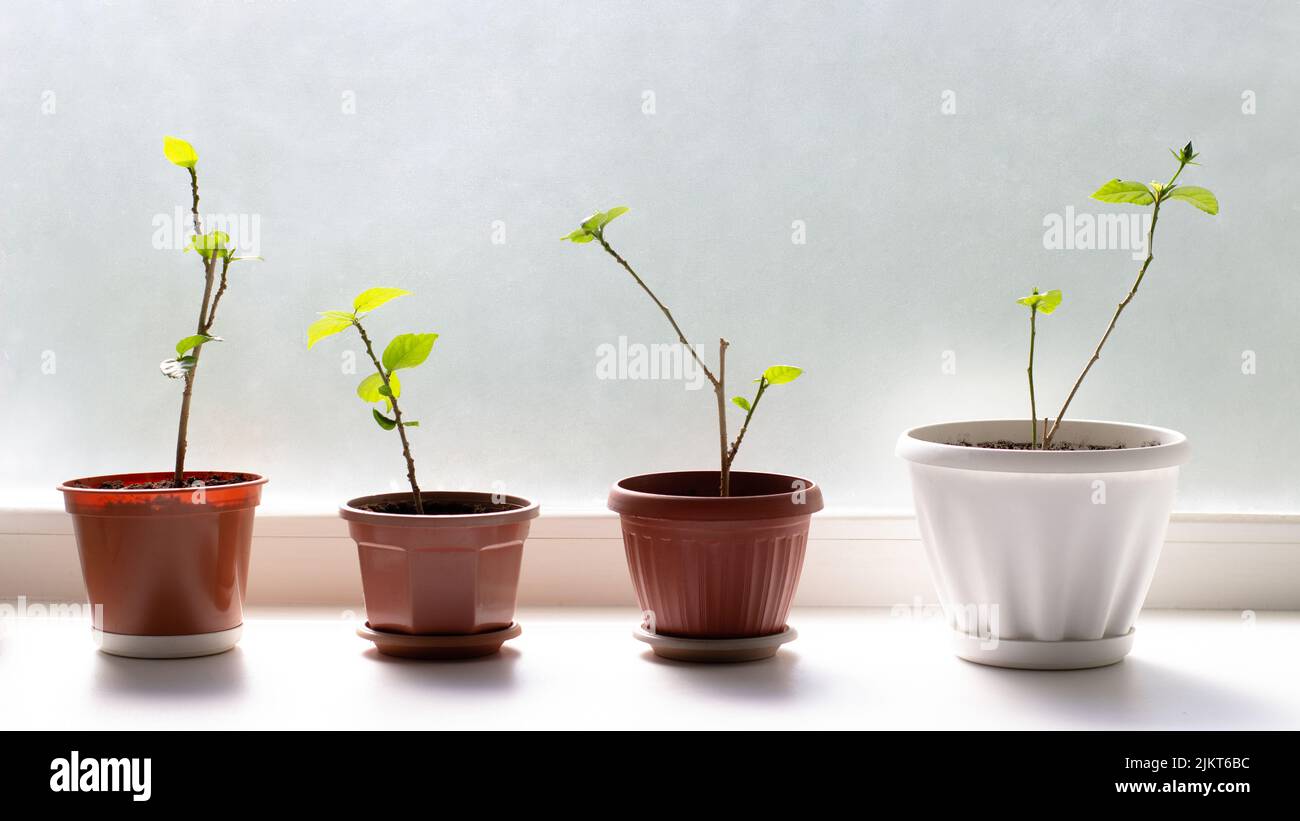 hibiscus sapling in pot on white background Stock Photo - Alamy