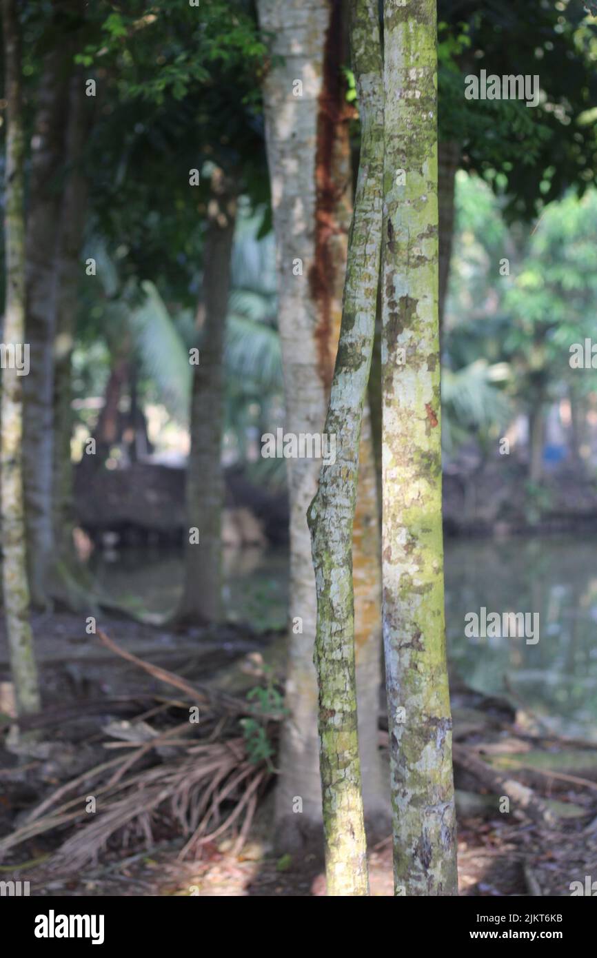 Lonely tree in the background of the blue sky, Tree of life with magic ...