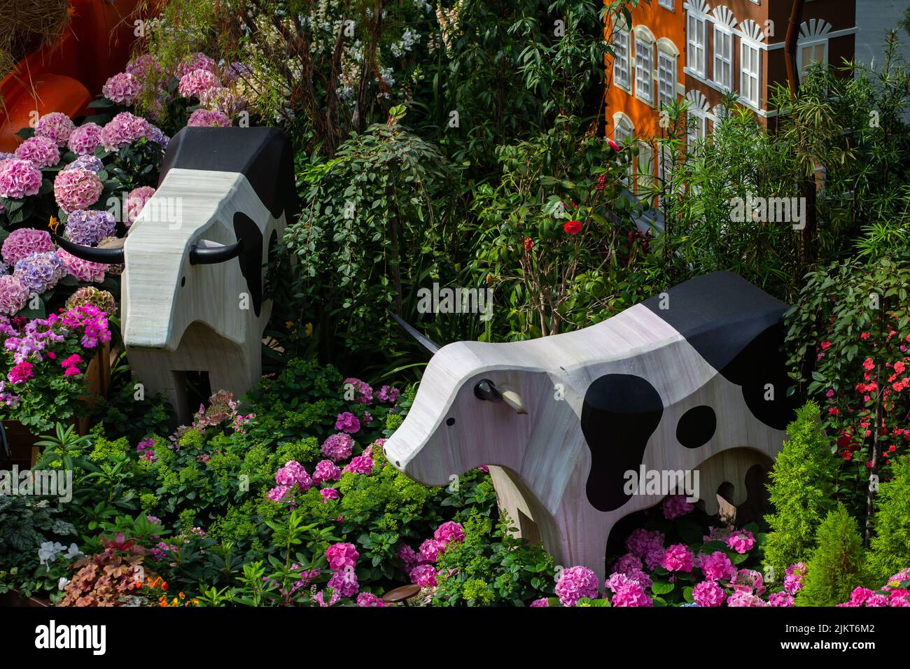 The Netherlands is home to 1.58 million dairy cows and calves with a ...