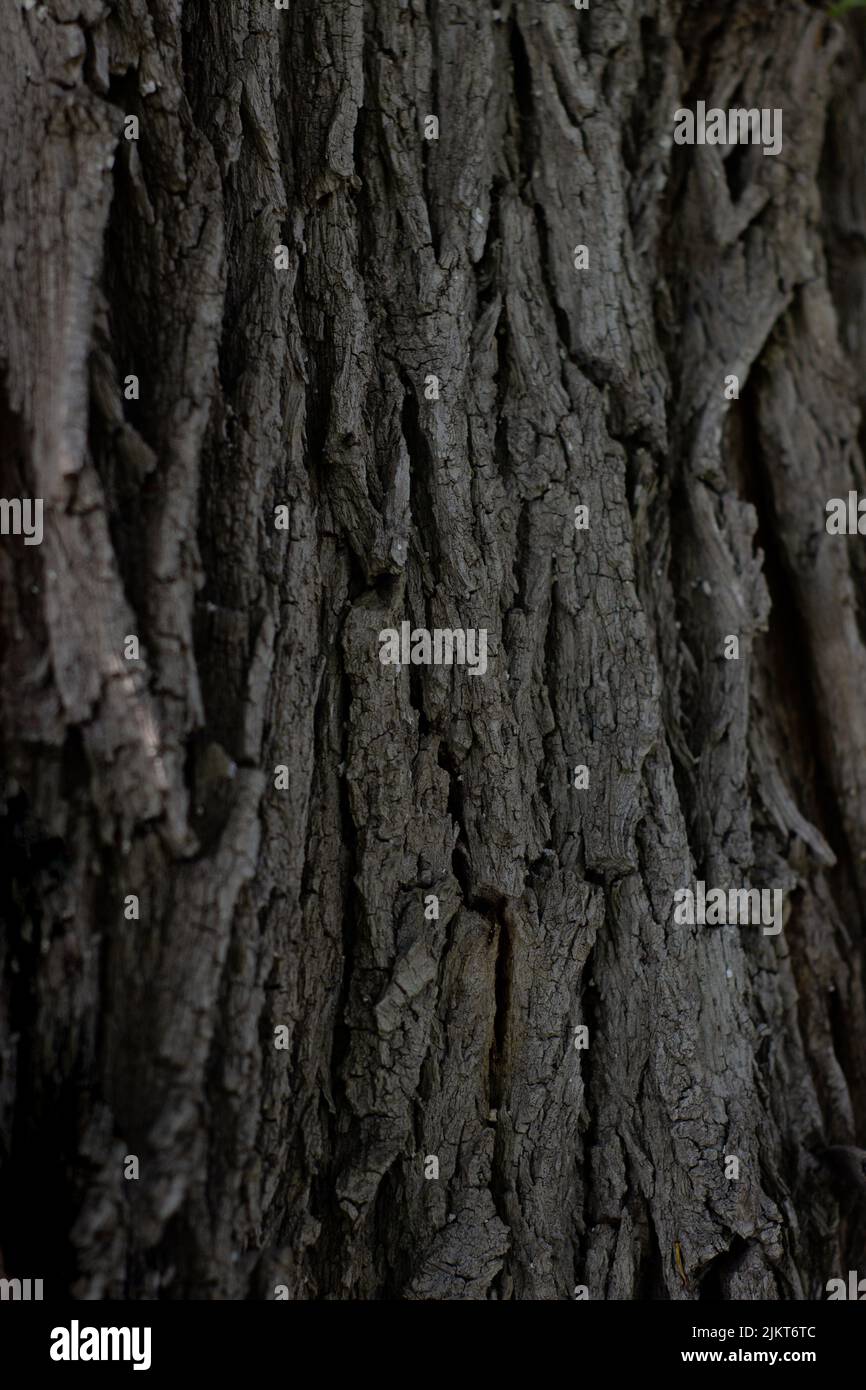 Maple tree cortex texture hi-res stock photography and images - Alamy