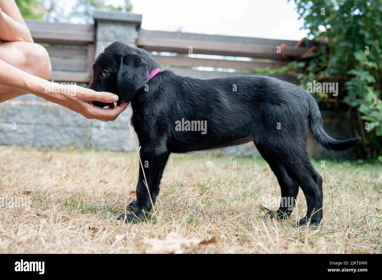 Cute tiny black labrador puppy leaning her head in her owners hand ...