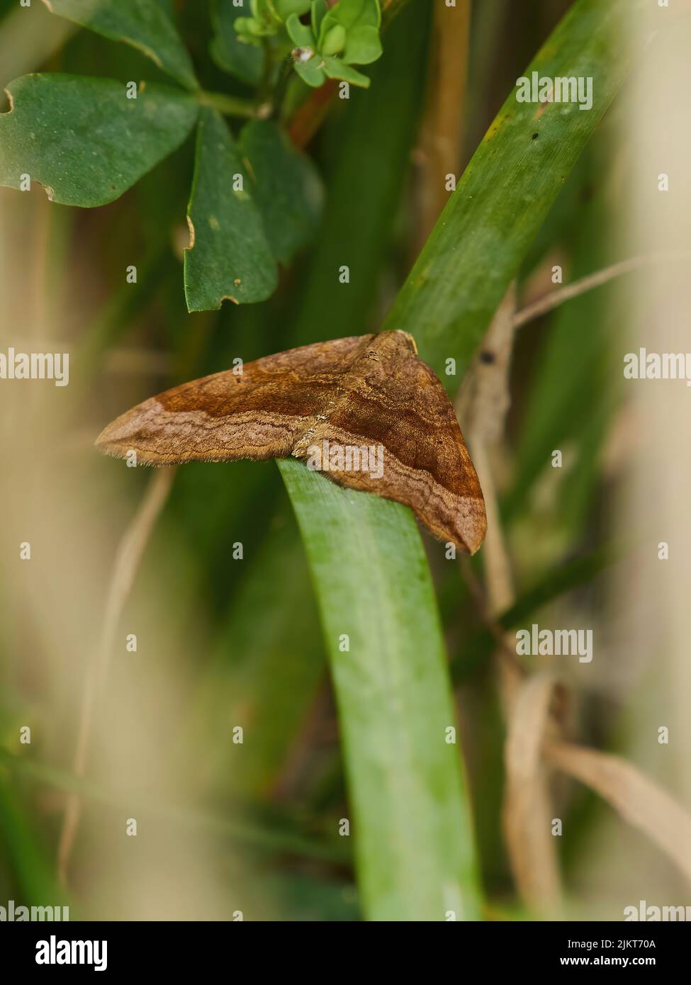 A well-camouflaged moth, a shaded broad-bar, resting on a blade of ...