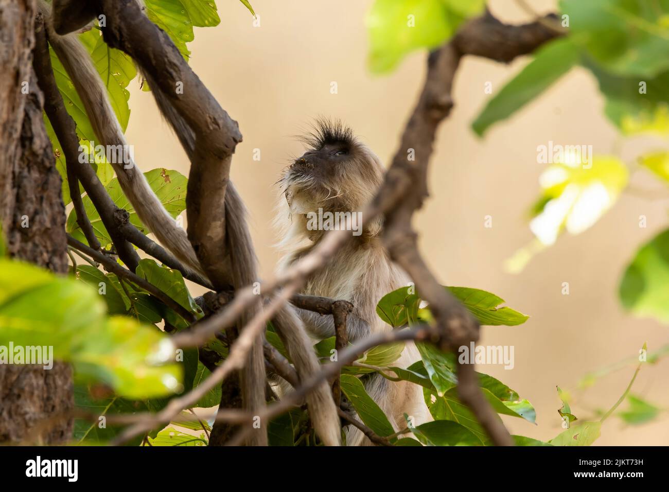 An Indian langur aka hanuman langur resting on top of a tree inside ...
