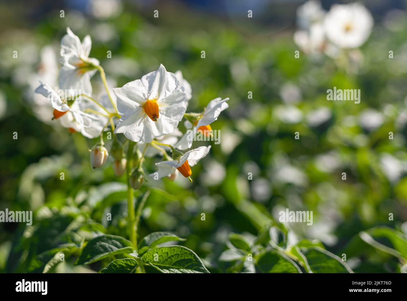 Flowering potato. Potato flowers blossom in sunlight grow in plant ...