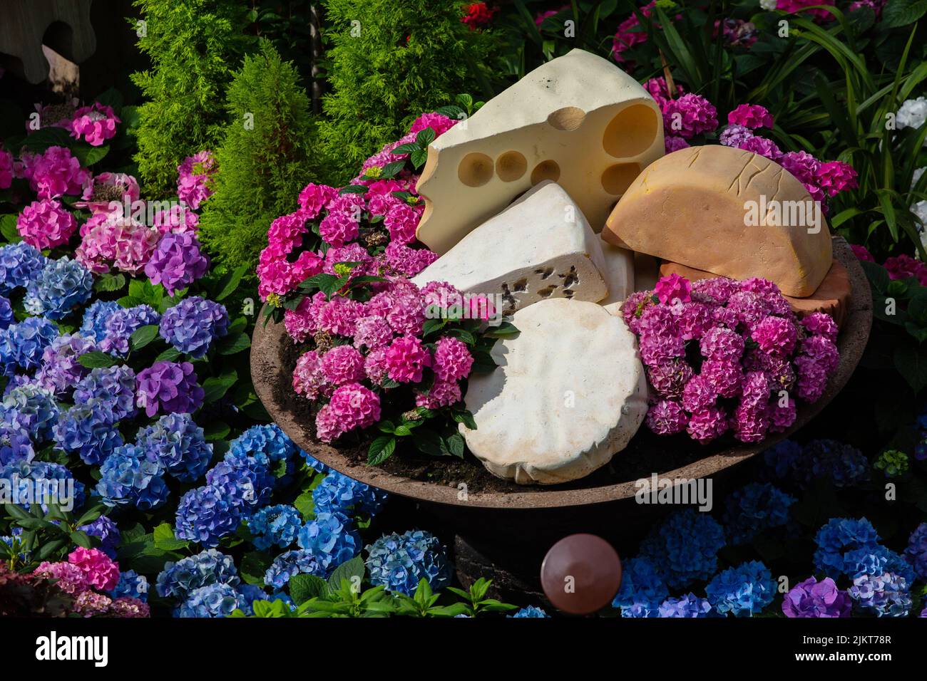 Large cheese shapes on display decorated with the blooming hydrangeas ...