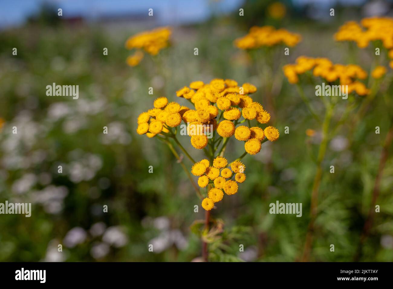 Yellow tansy flowers Tanacetum vulgare, common tansy, bitter button ...