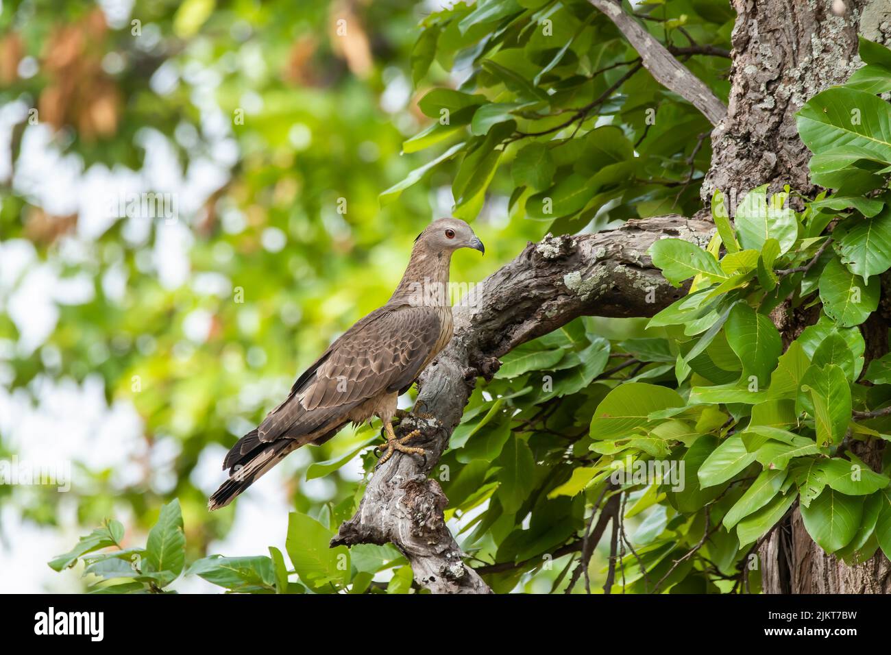 An oriental honey buzzard perched on top of a tree inside Bandhavgarh ...