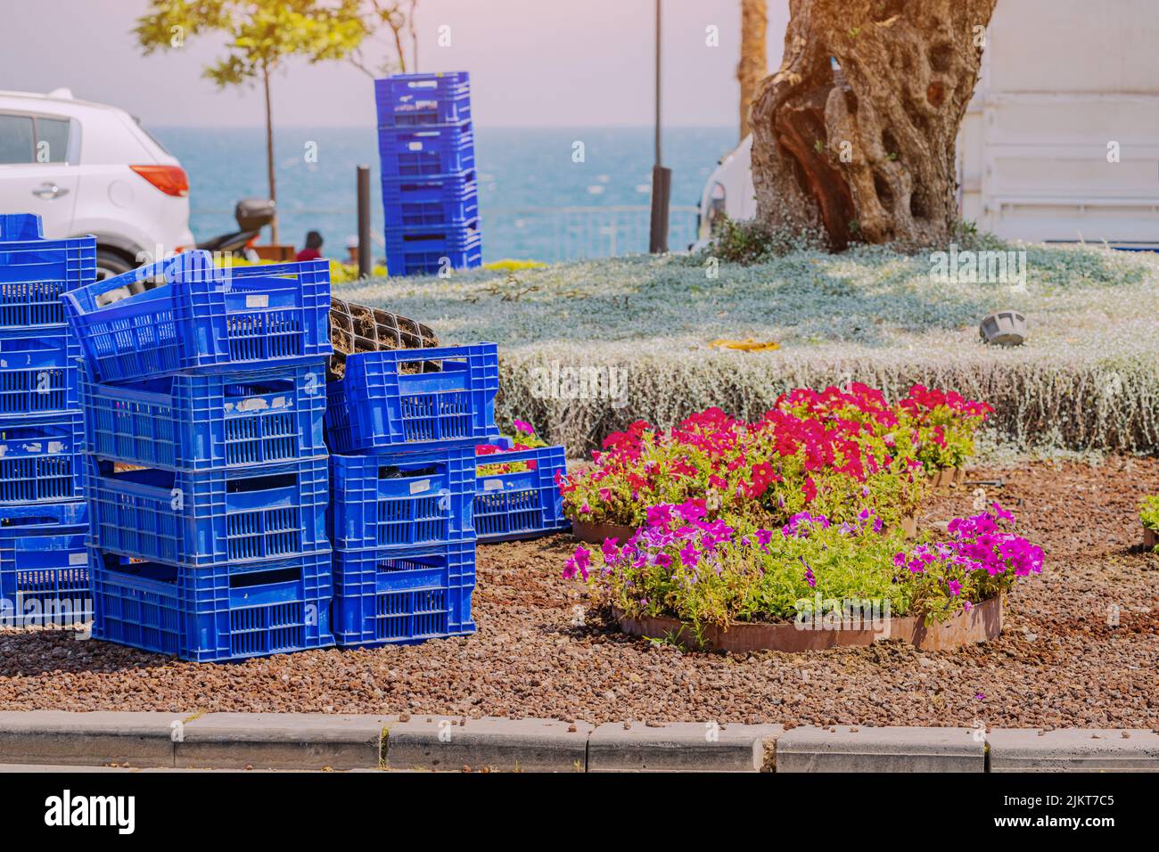 Baskets with flowers for planting in a flowerbed. Municipal city ...