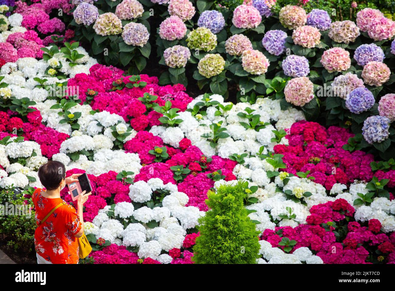 A woman taking picture of the whimsical hydrangeas bloom in this first ...
