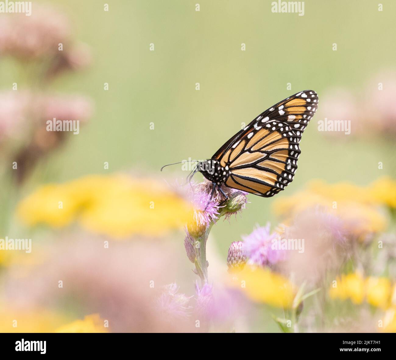 Closeup monarch butterfly hi-res stock photography and images - Alamy
