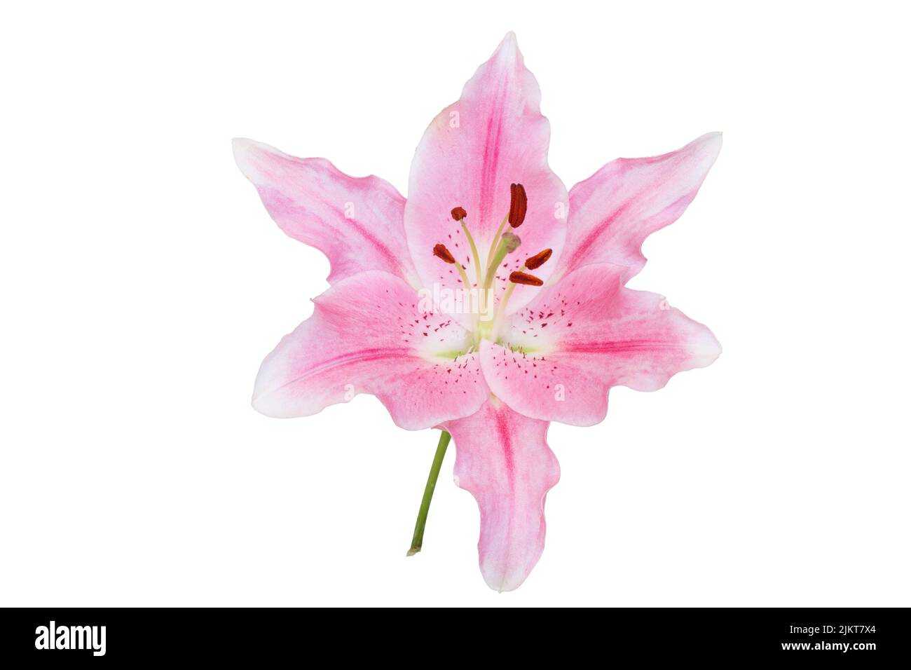 pink lily flower on white background (isolate Stock Photo - Alamy