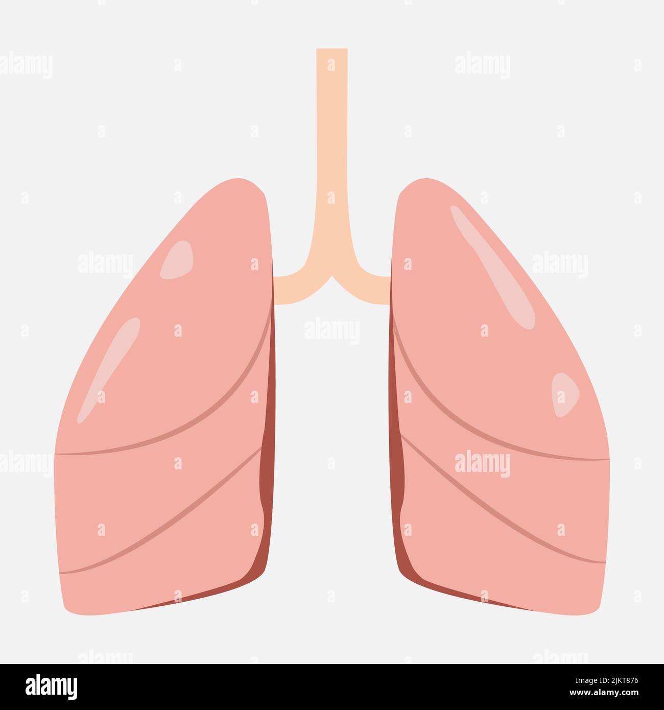 Human lungs anatomy icon Stock Vector Images - Alamy