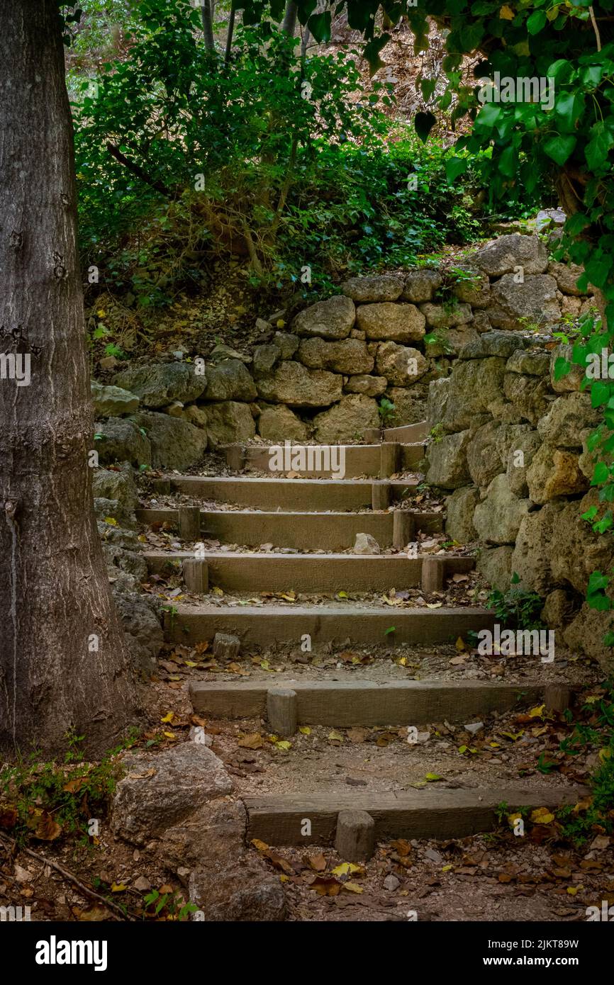 Beams of light break through the trees to illuminate the stairs and ...
