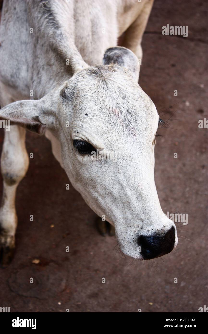 Livestock closeup hi-res stock photography and images - Alamy