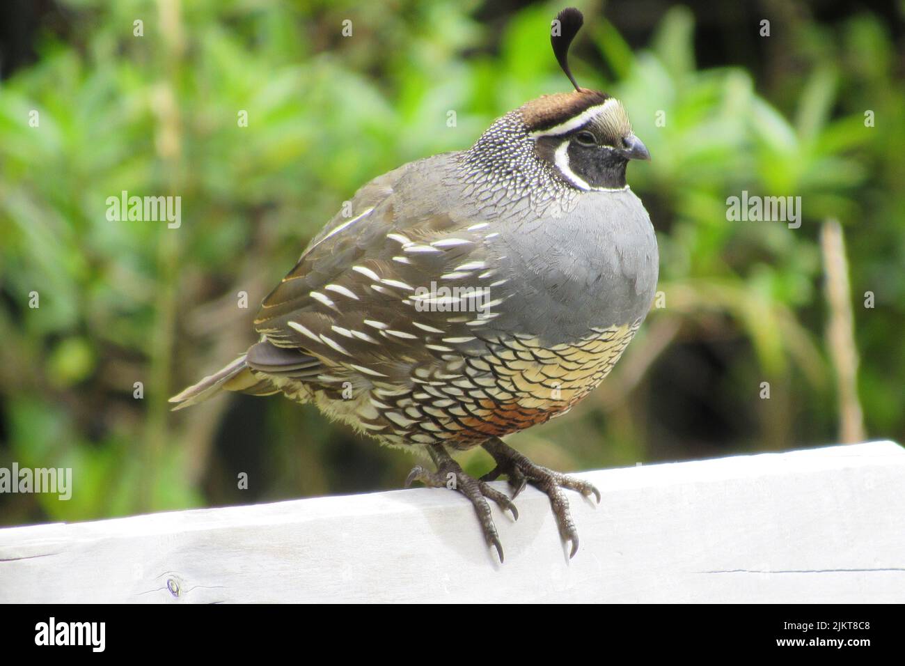 Little natural hi-res stock photography and images - Alamy