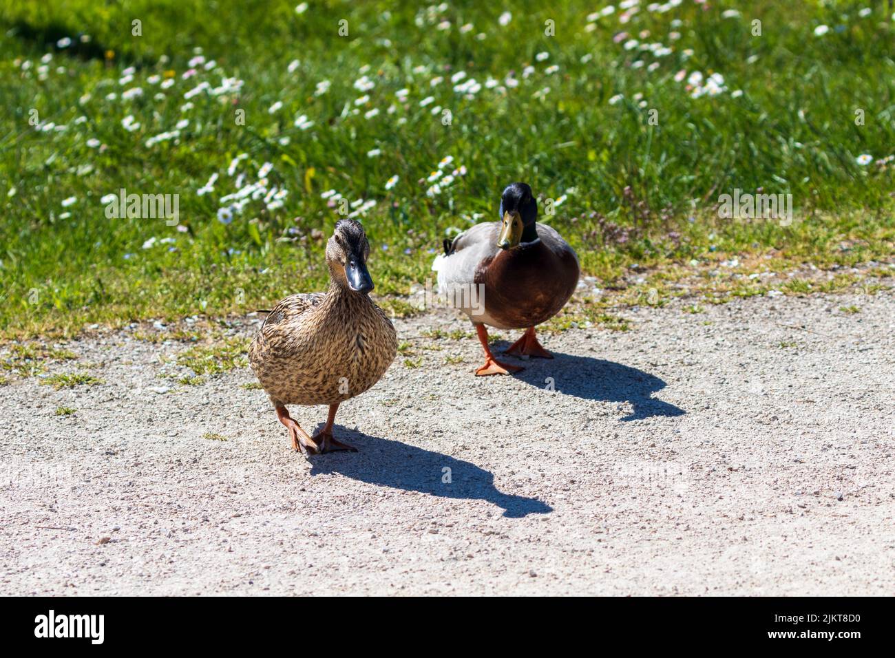 Wild ducks on sunny hi-res stock photography and images - Alamy
