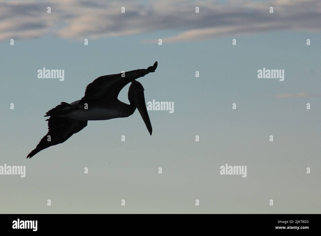 A black bird flying in the air Stock Photo - Alamy