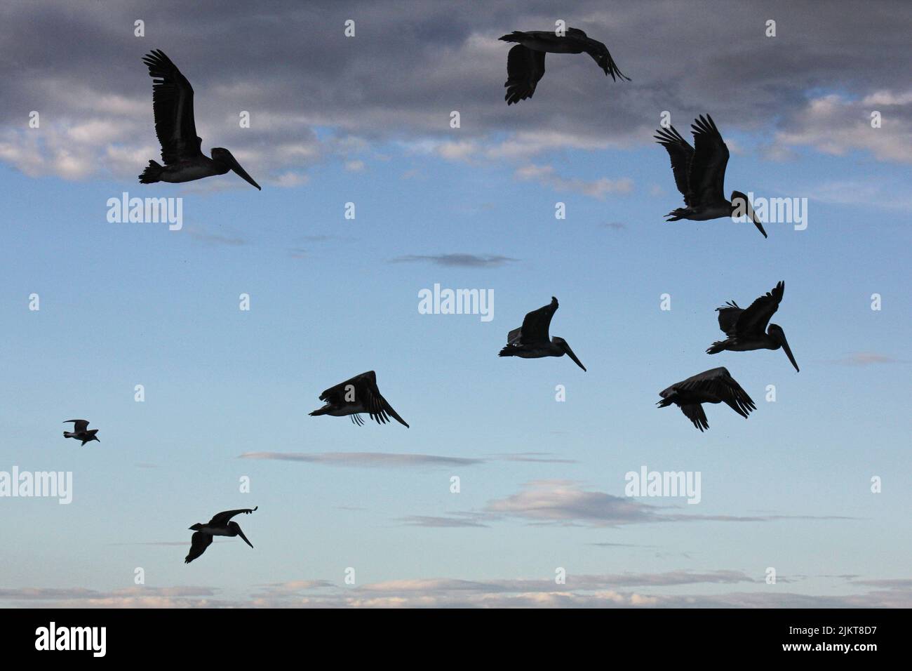 A migration of many birds Stock Photo - Alamy