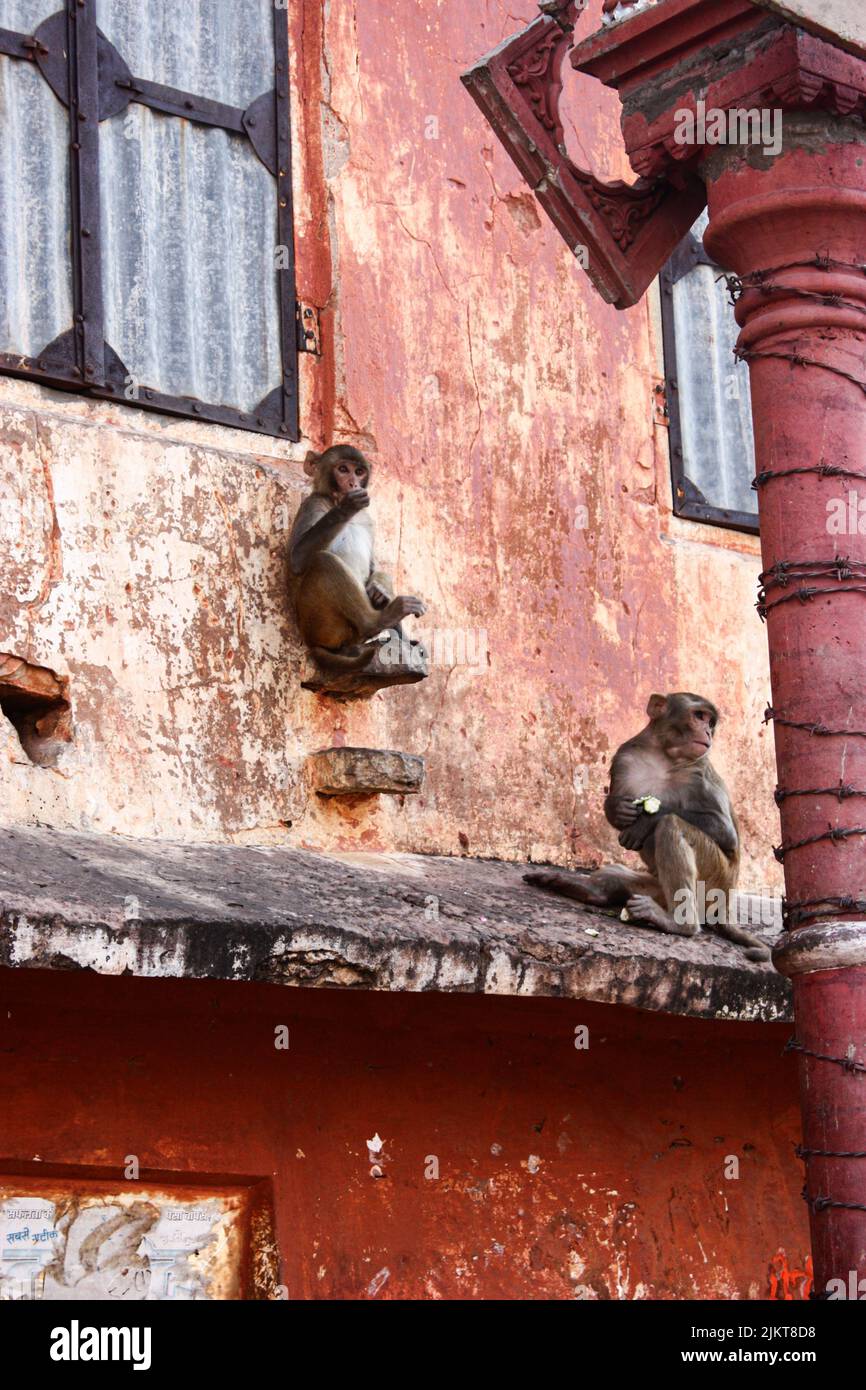 A vertical shot of two monkeys eating in the old grungy building Stock ...