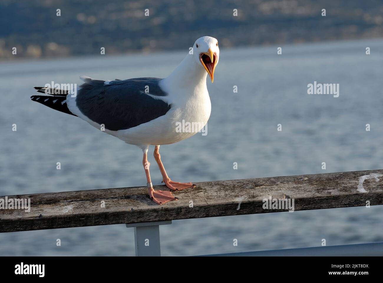 A seagull perched on a rail with the ocean behind in Hermosa Beach ...