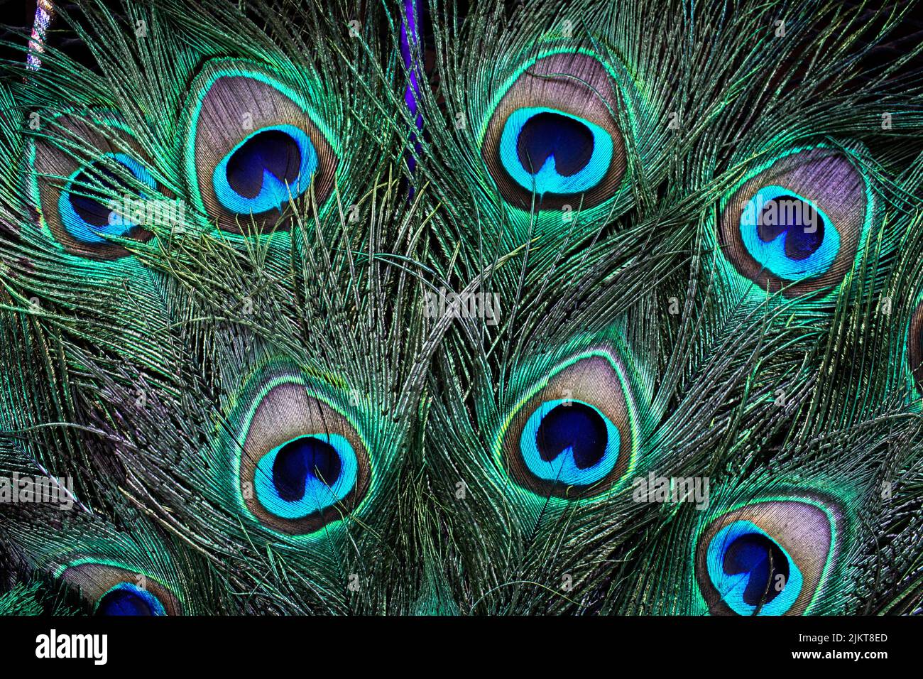 Blue Peacock Wallpaper Hd