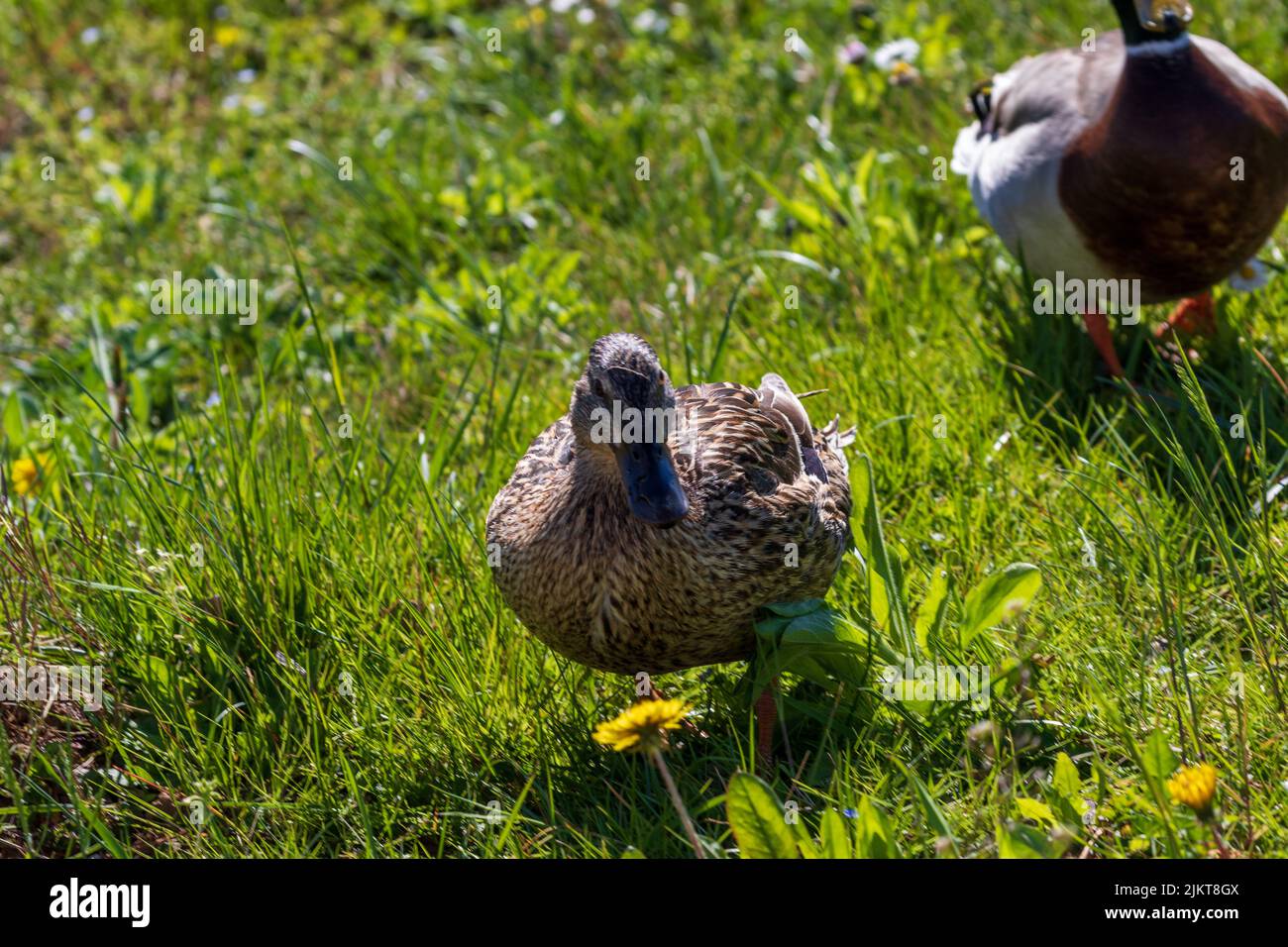 Two ducks flowers hi-res stock photography and images - Alamy