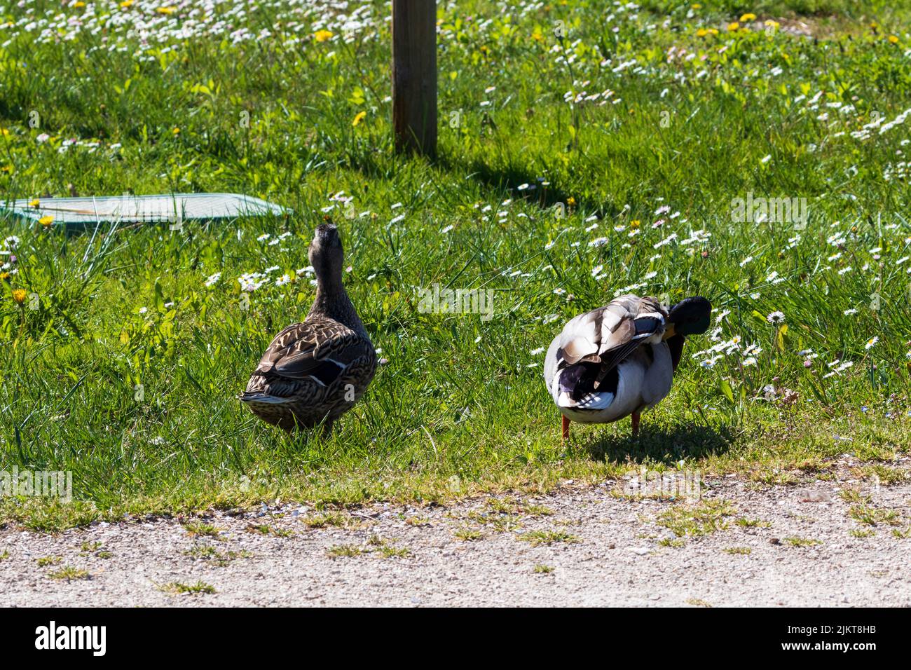 Wild ducks on sunny hi-res stock photography and images - Alamy