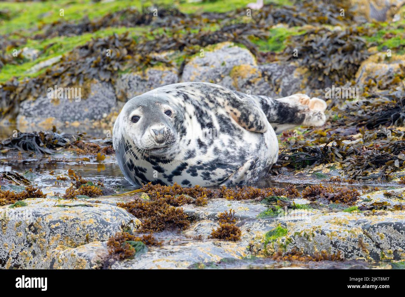 Closeup of seal hi-res stock photography and images - Alamy
