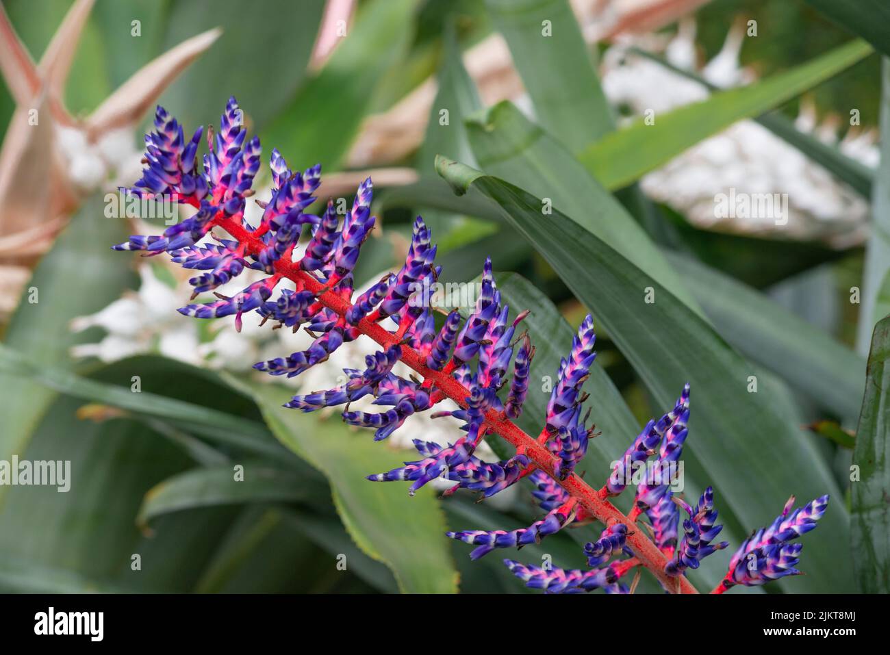 A selective focus shot of a Blue Tango Bromeliad flower Stock Photo - Alamy